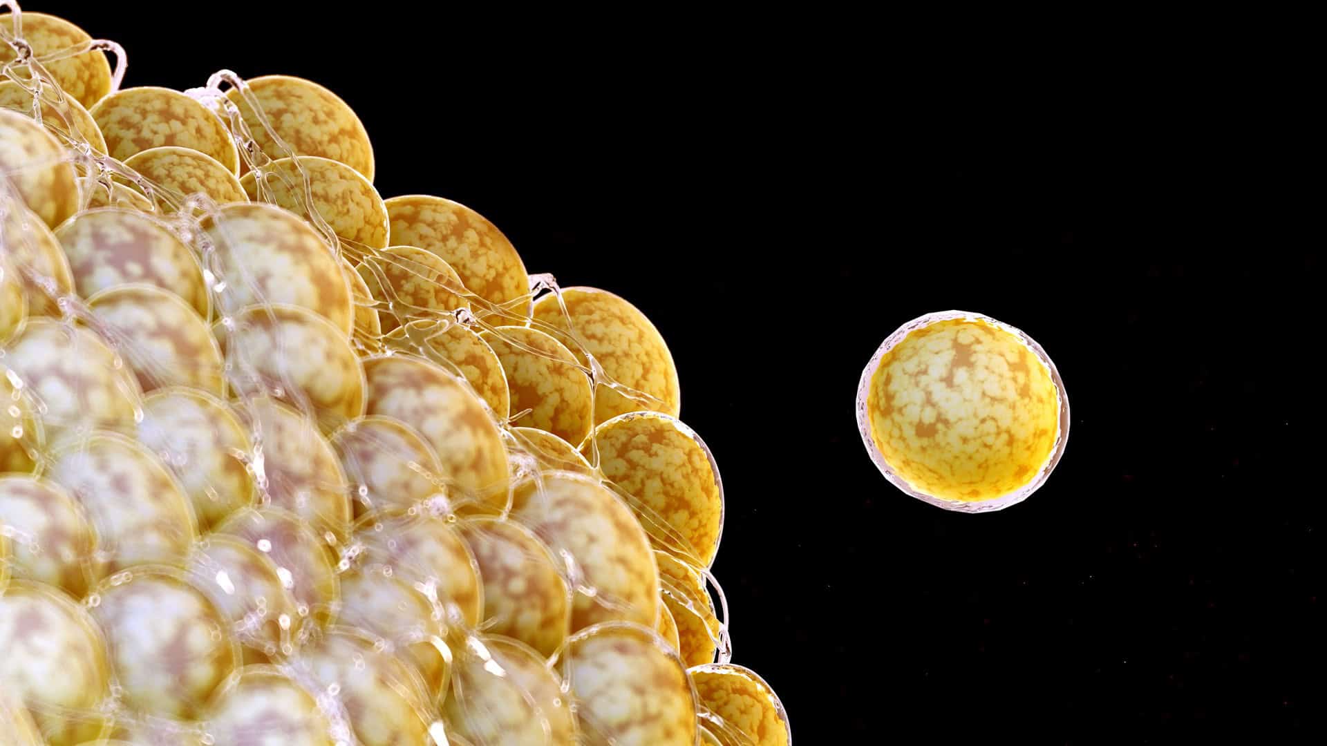 How Circadian Rhythm Disruption Impacts Fat Cells | Nutrition Health Review